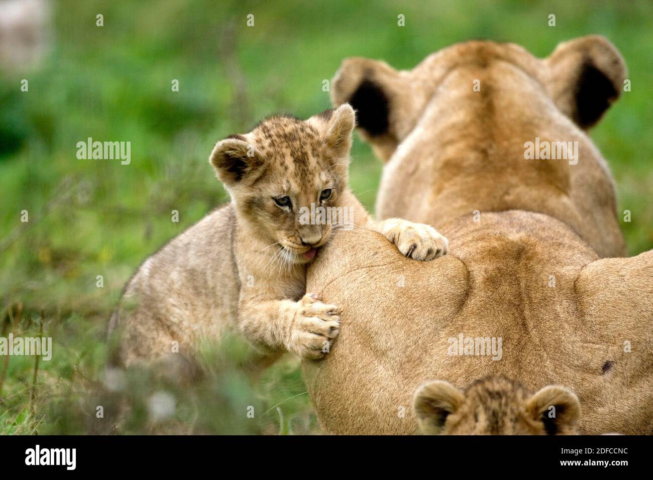 Katanga Lion or Southwest African Lion, panthera leo bleyenberghi ...