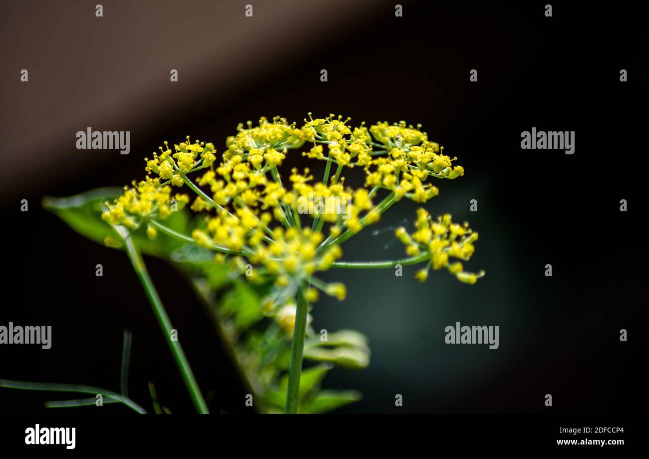 The mustard flower or plant is a plant species in the genera Brassica ...