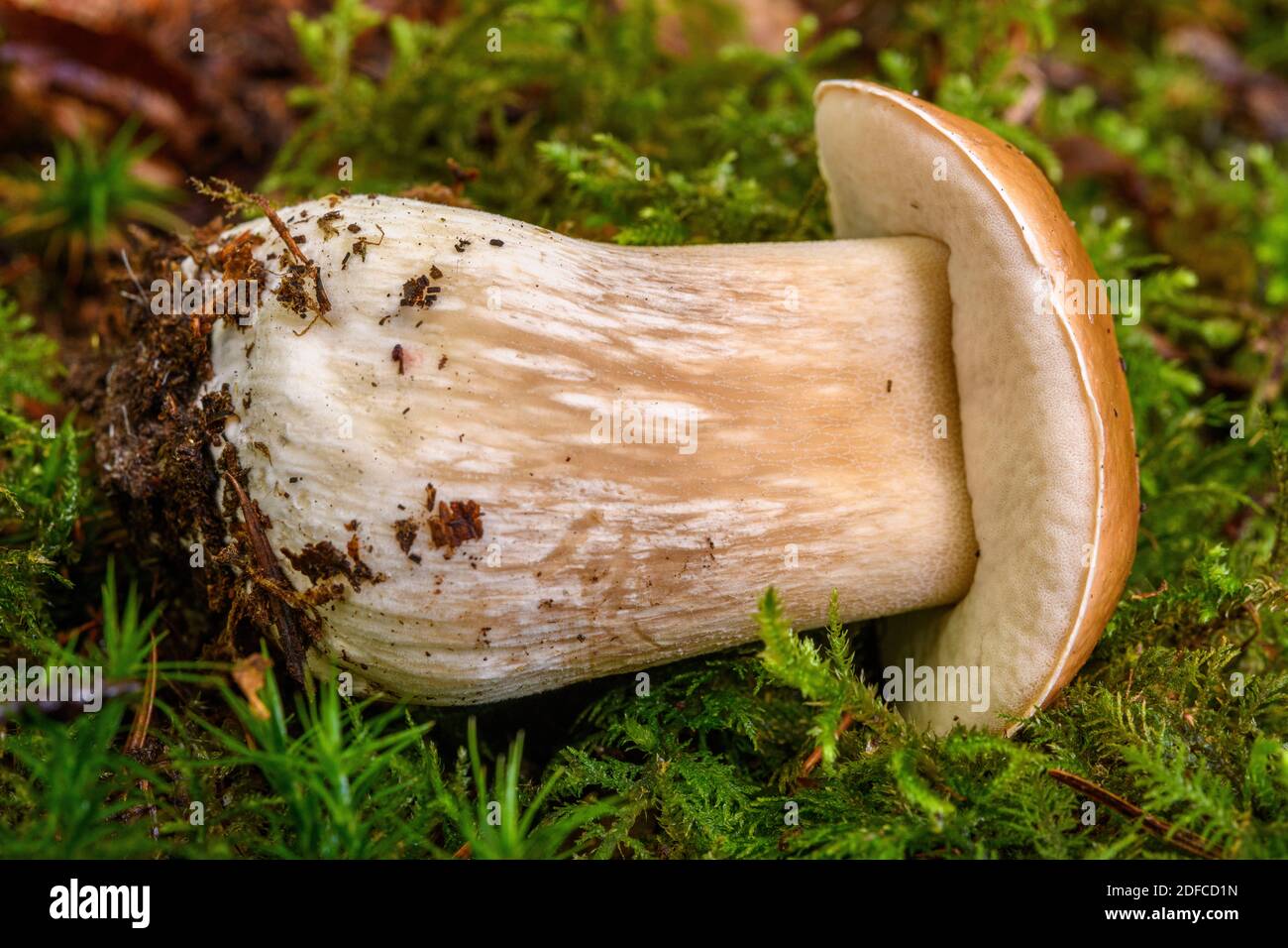 France, Somme (80), Cr?cy-en-Ponthieu, For?t de Cr?cy, Mushroom ...