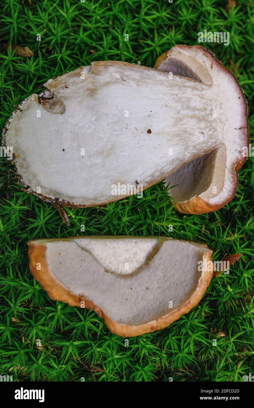 France, Somme (80), Cr?cy-en-Ponthieu, For?t de Cr?cy, Mushroom ...