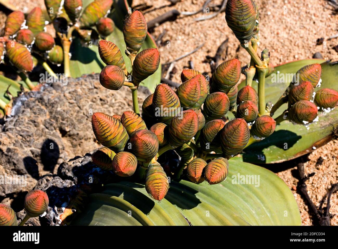 Welwitschia, welwitschia mirabilis, Living Fossil Plant, Namib Desert ...
