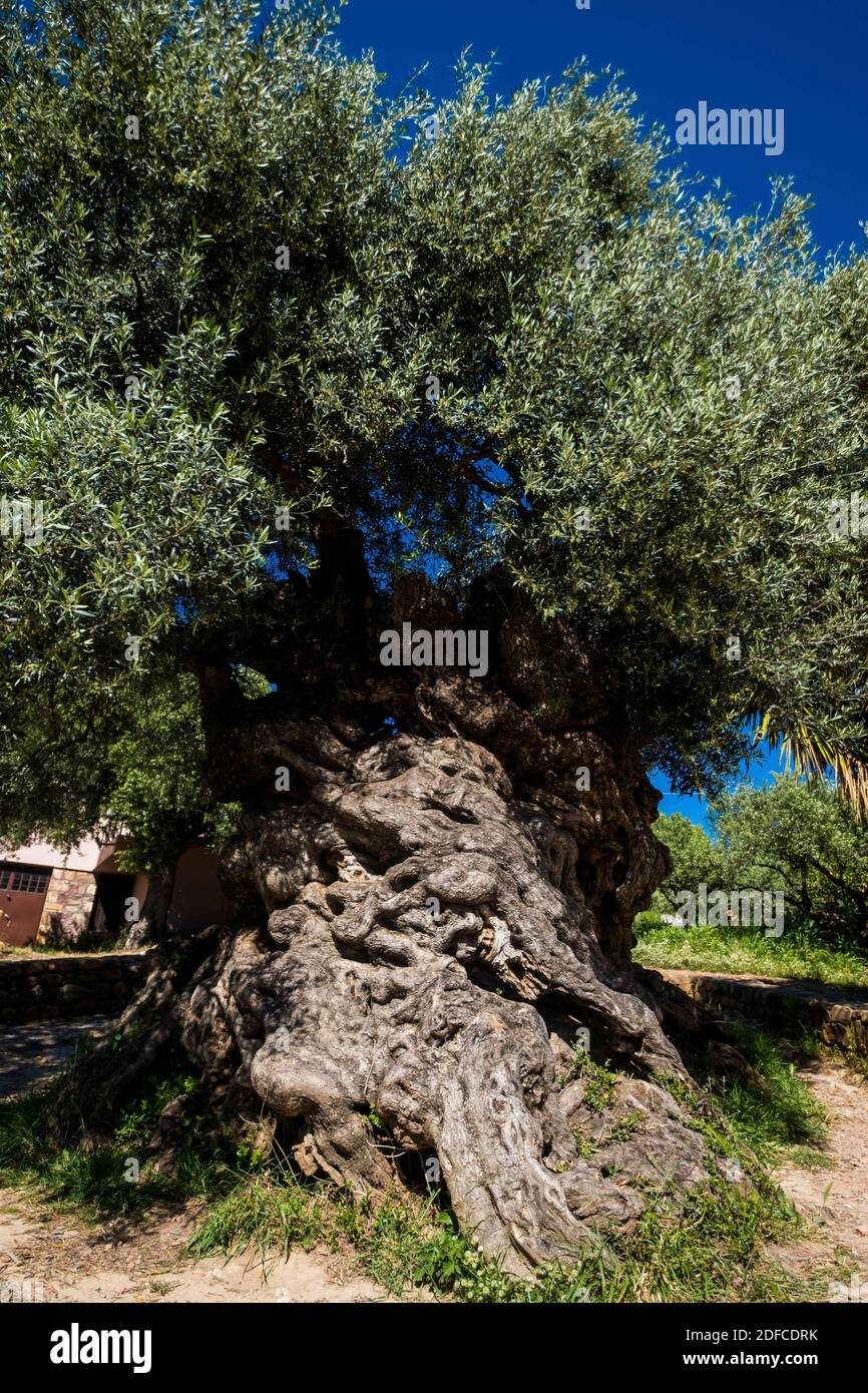 Greece, Crete, Platanias, Vouves village, olive tree, Olea europaea ...