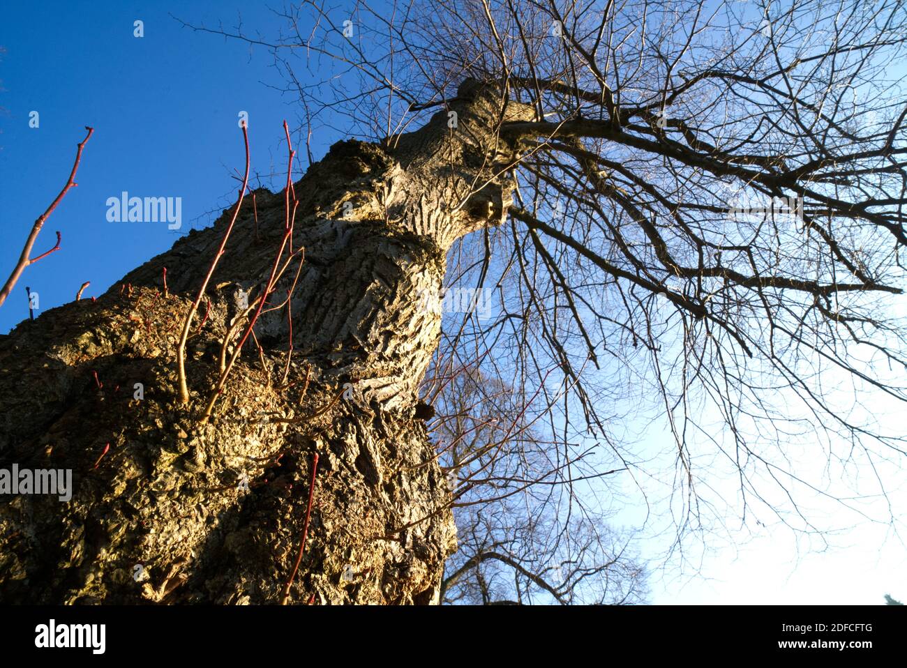 Callendar Wood - Forestry and Land Scotland Stock Photo - Alamy