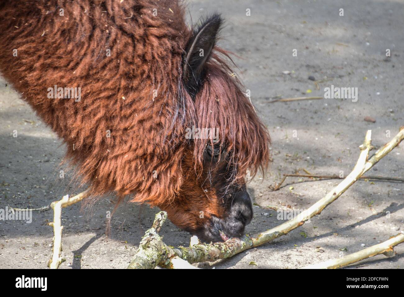 Funny lama animal eating hi-res stock photography and images - Alamy