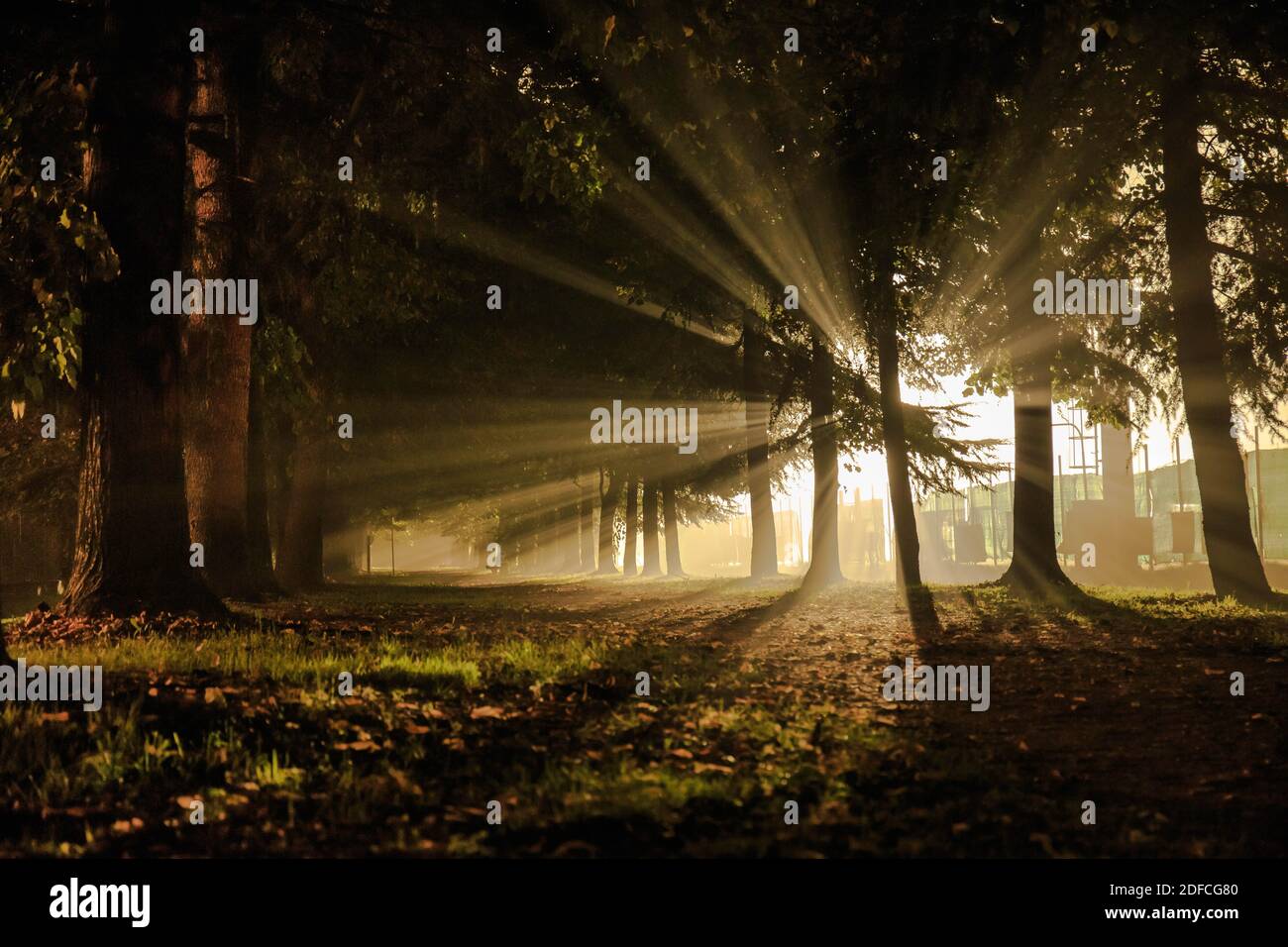 Fog and mist in the woods with sun rays through the trees in the ...