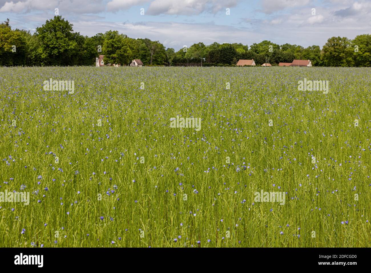 FIELDS OF FLOWERING CULTIVATED FLAX, NORMANDY, FRANCE Stock Photo - Alamy