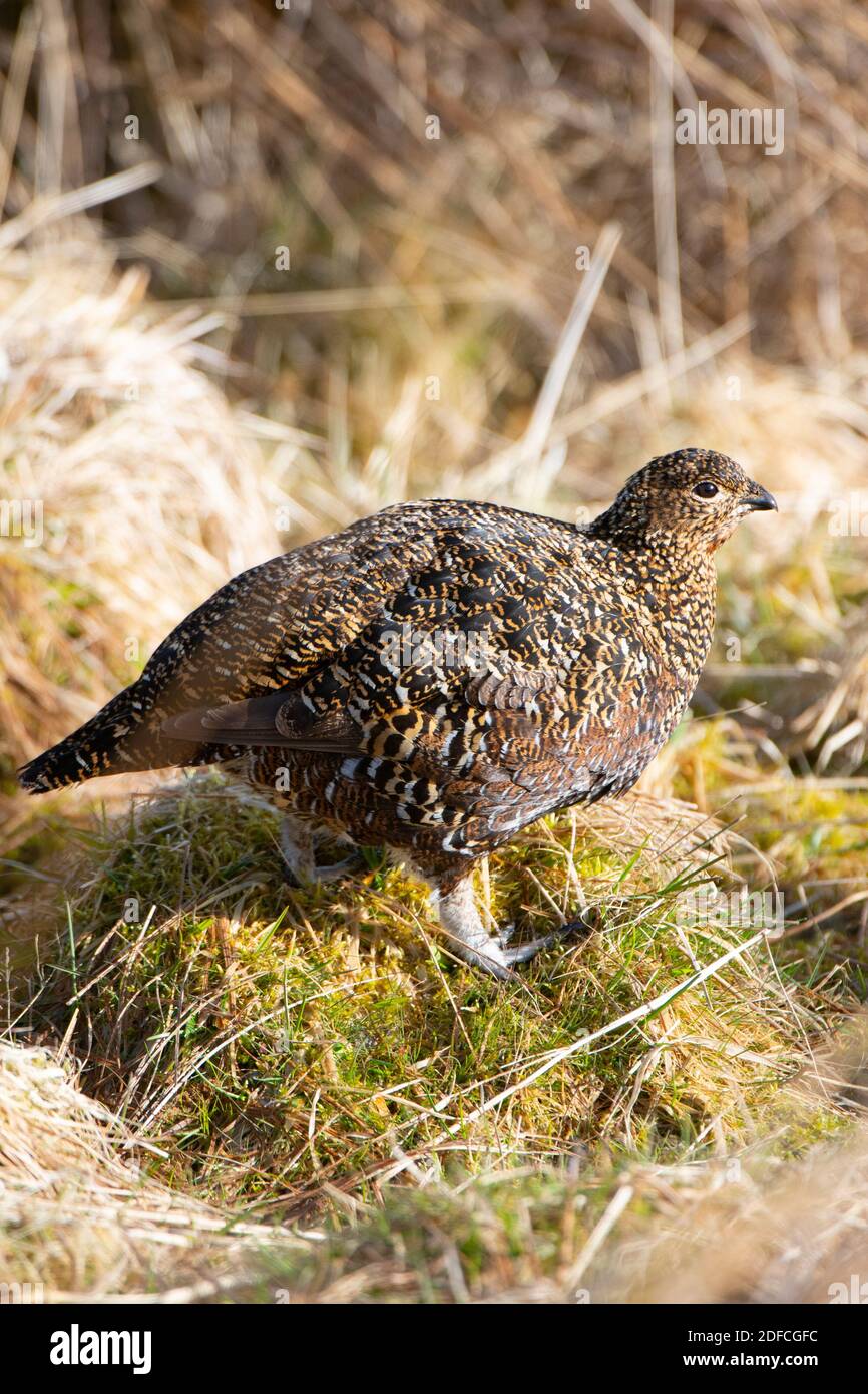 Grouse grit hi-res stock photography and images - Alamy