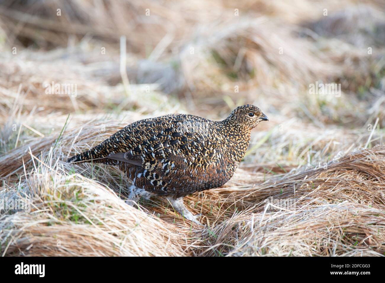 A Hen Red Grouse portrait Stock Photo - Alamy