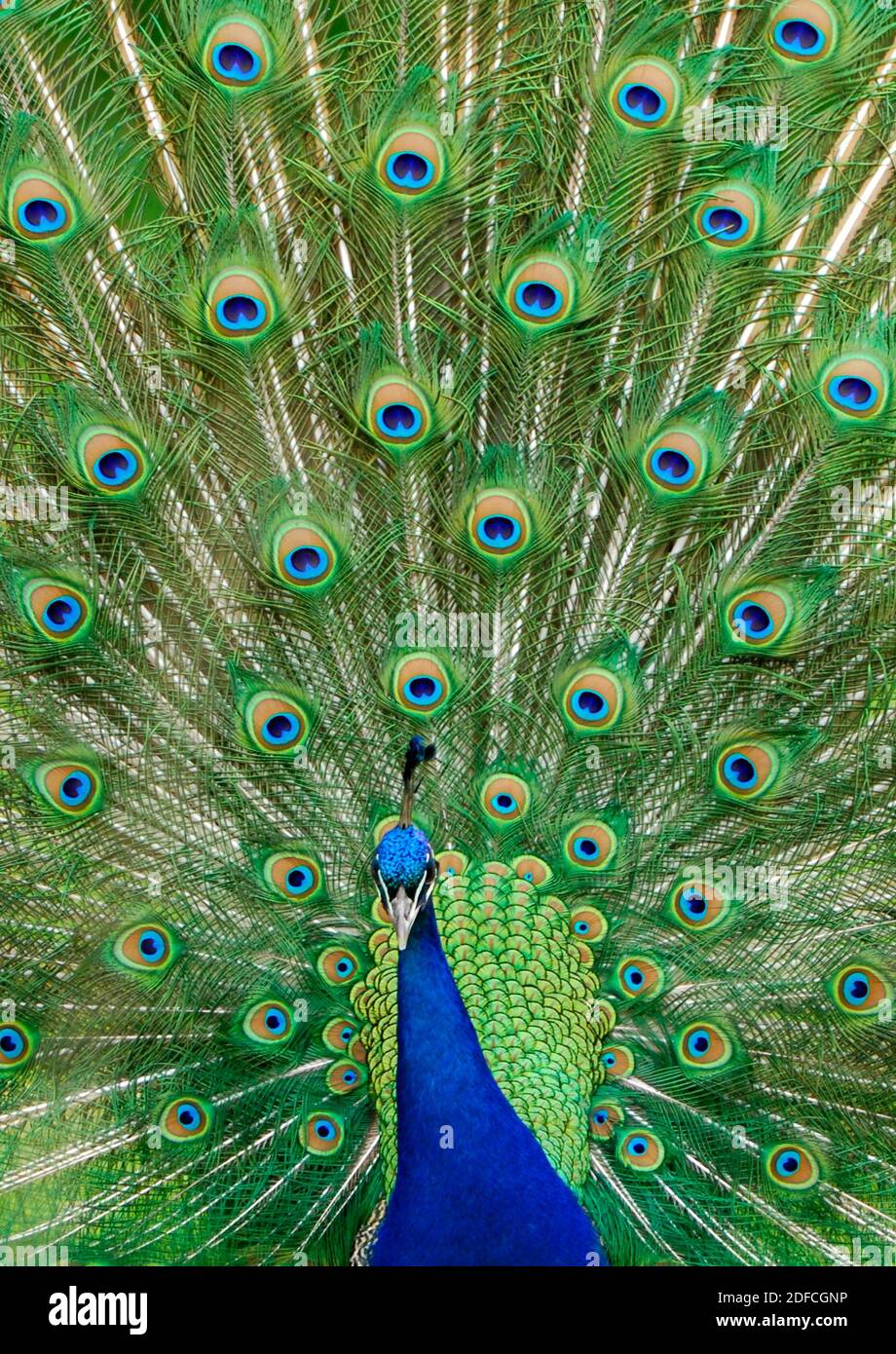 Peacock (Pavo cristatus) abstract Stock Photo - Alamy