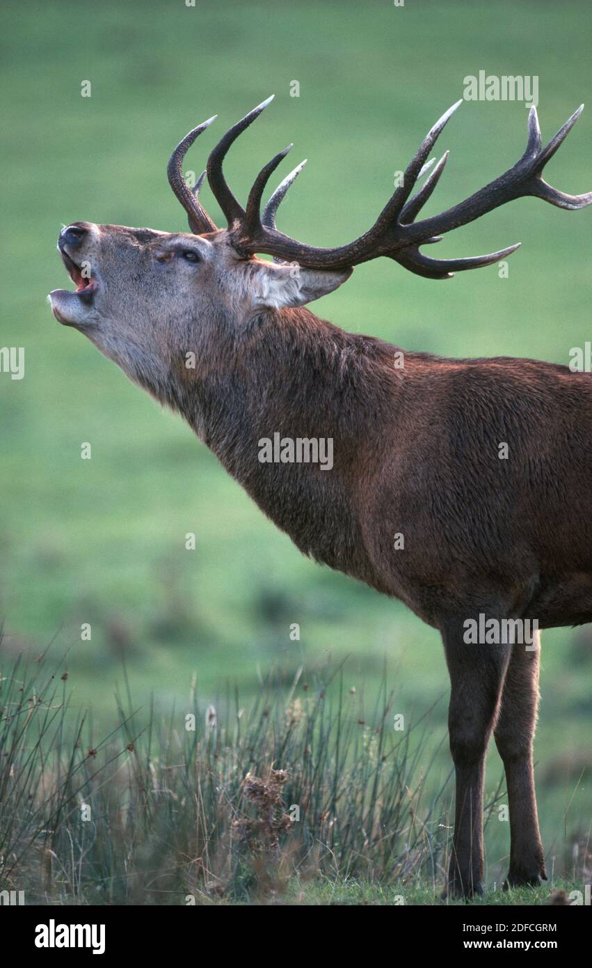 Magnificent red deer cervus hi-res stock photography and images - Alamy