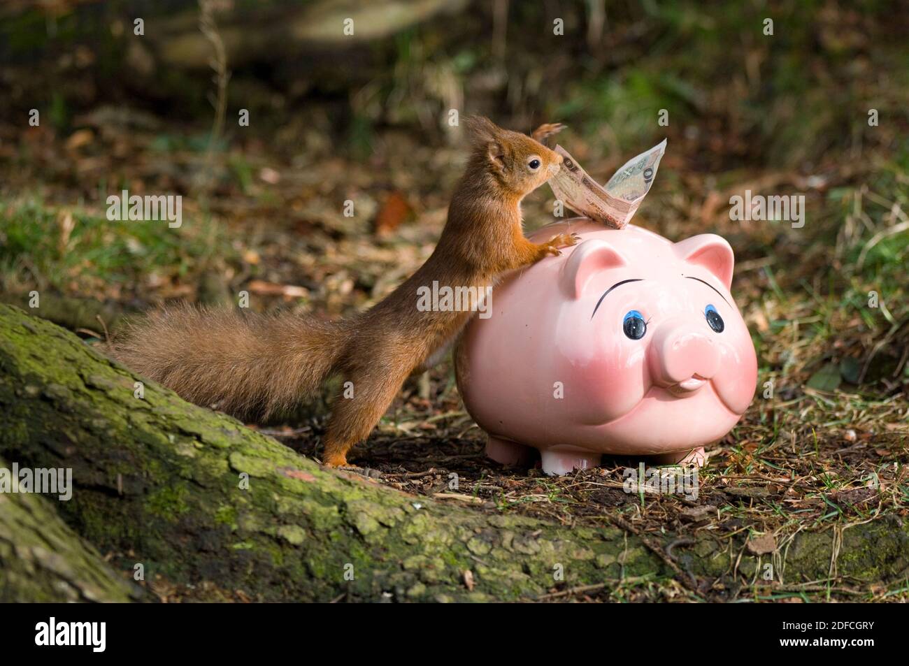A Red Squirrel (Sciurus vulgaris) at a baited Piggybank. Could be used ...