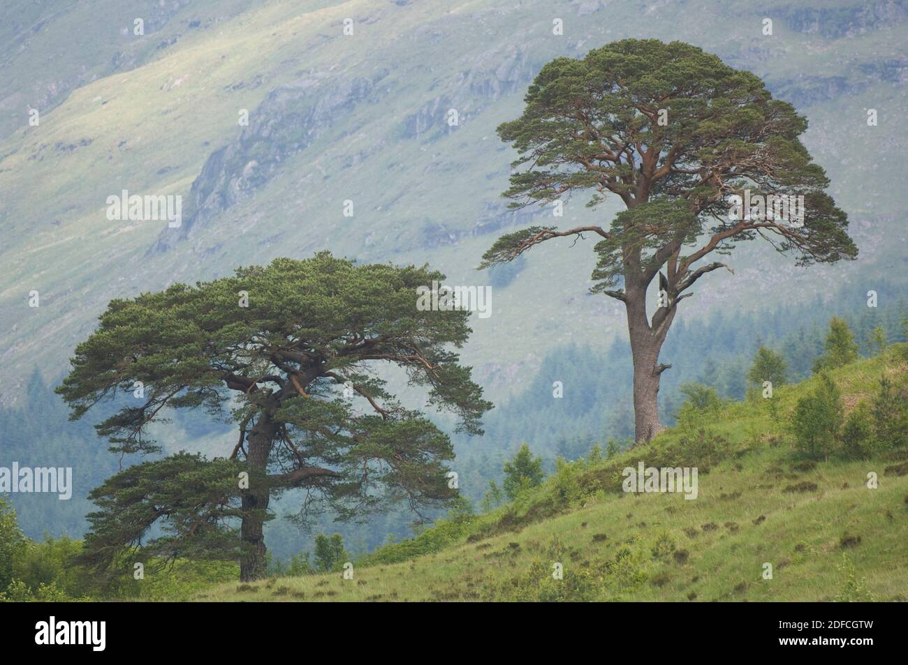 Mature scots pine pinus sylvestris hi-res stock photography and images ...