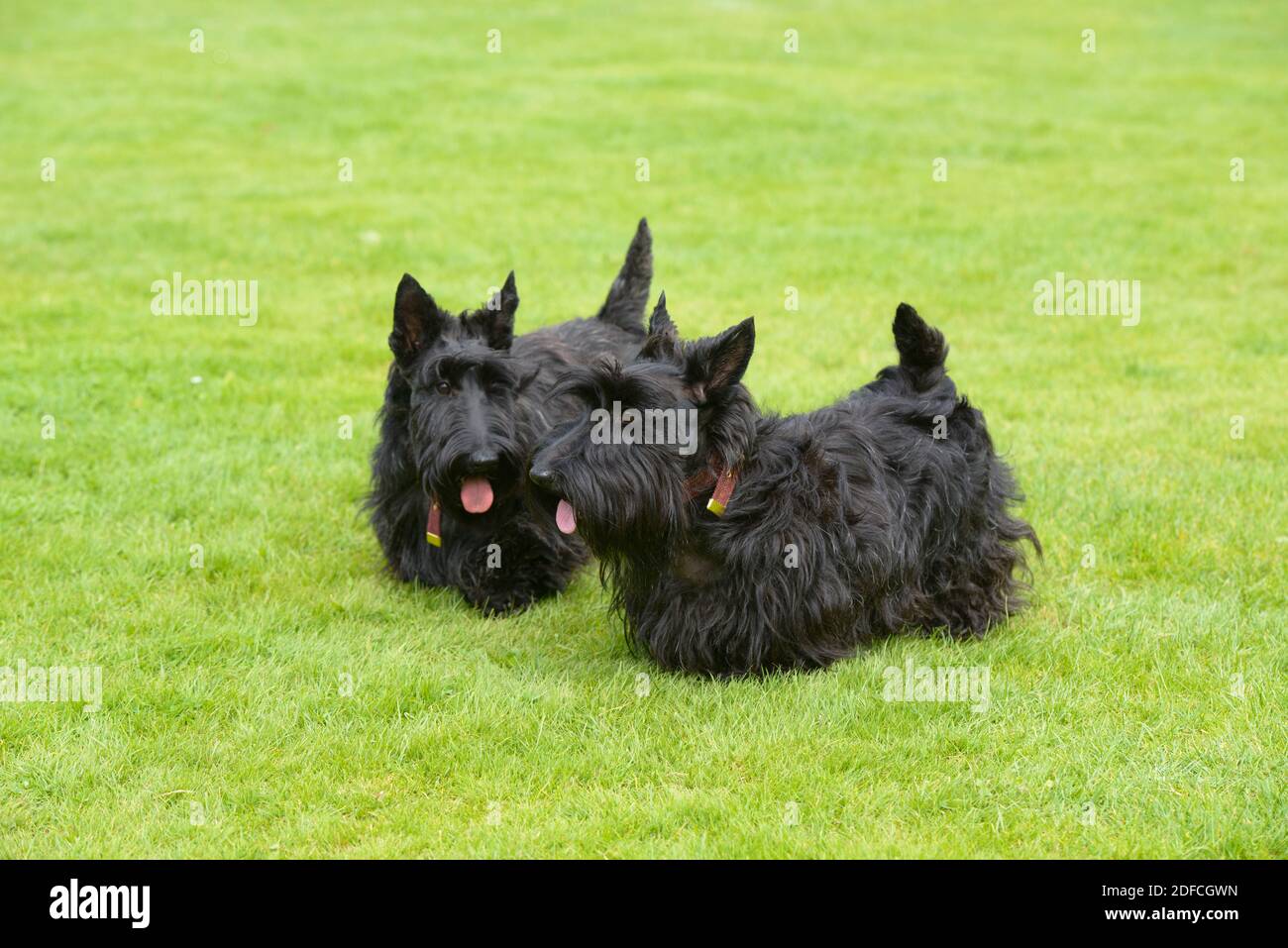 Two Scottie dogs Stock Photo - Alamy