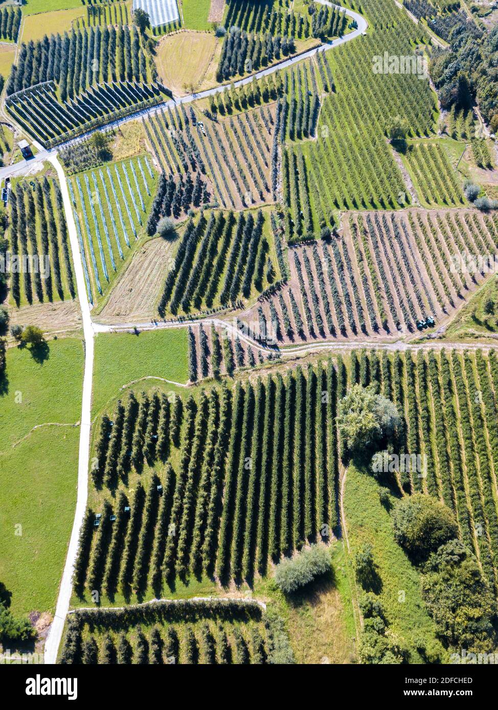 Aerial view apple orchard in hi-res stock photography and images - Alamy