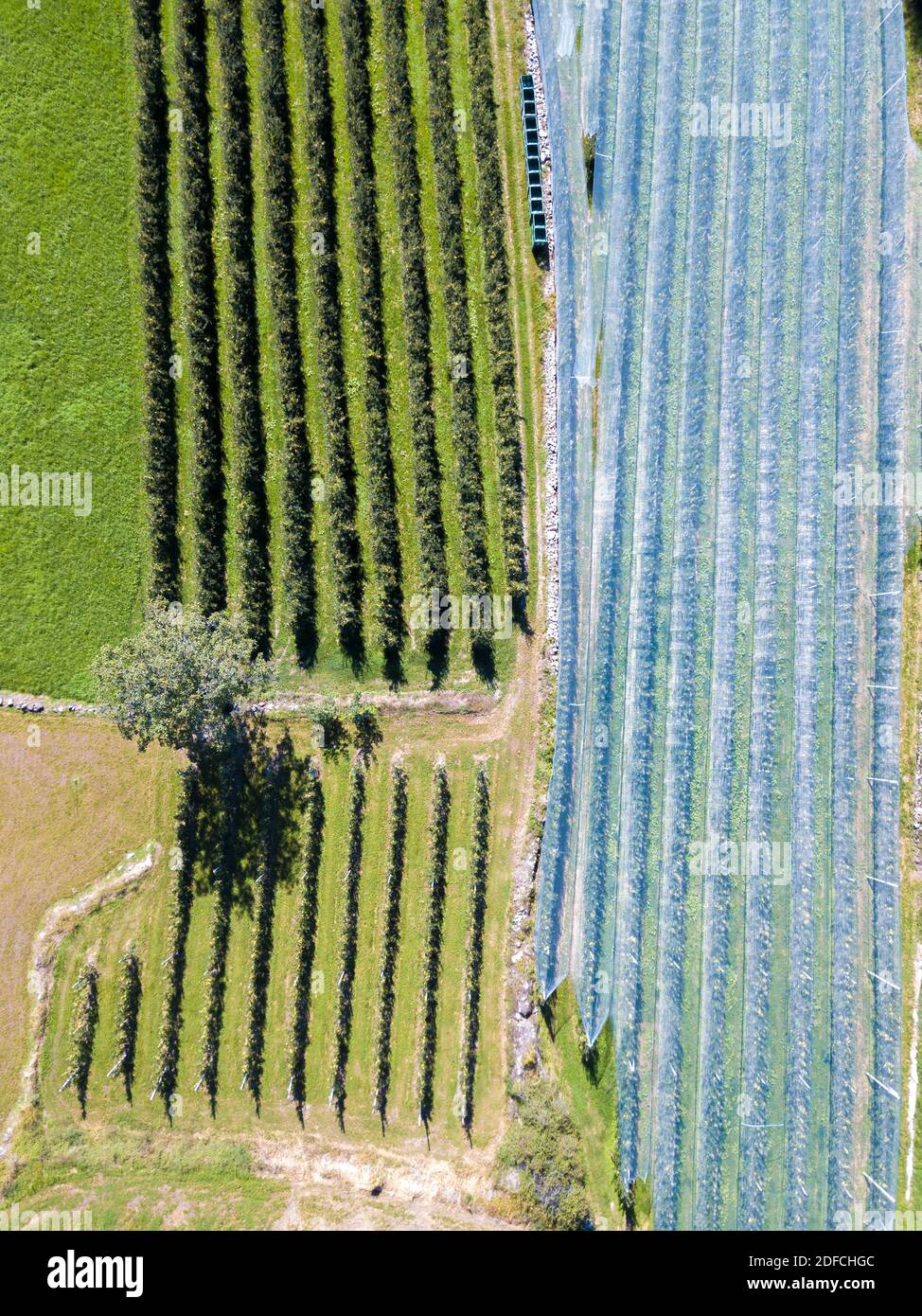 Orchard overhead hi-res stock photography and images - Alamy