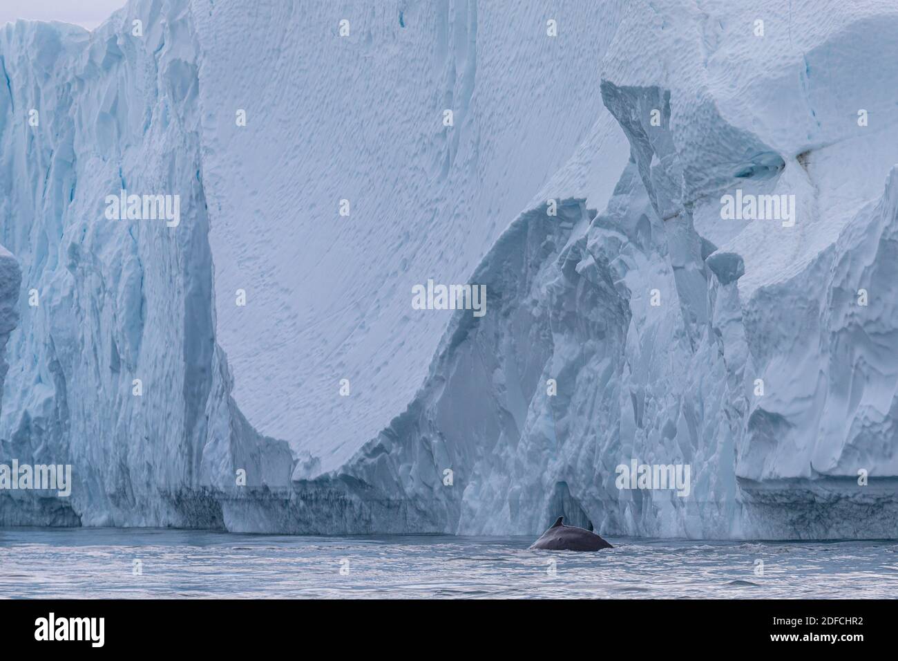 WHALES IN FRONT OF THE ICEBERGS IN THE SERMERMIUT, ILULISSAT ICEFJORD ...