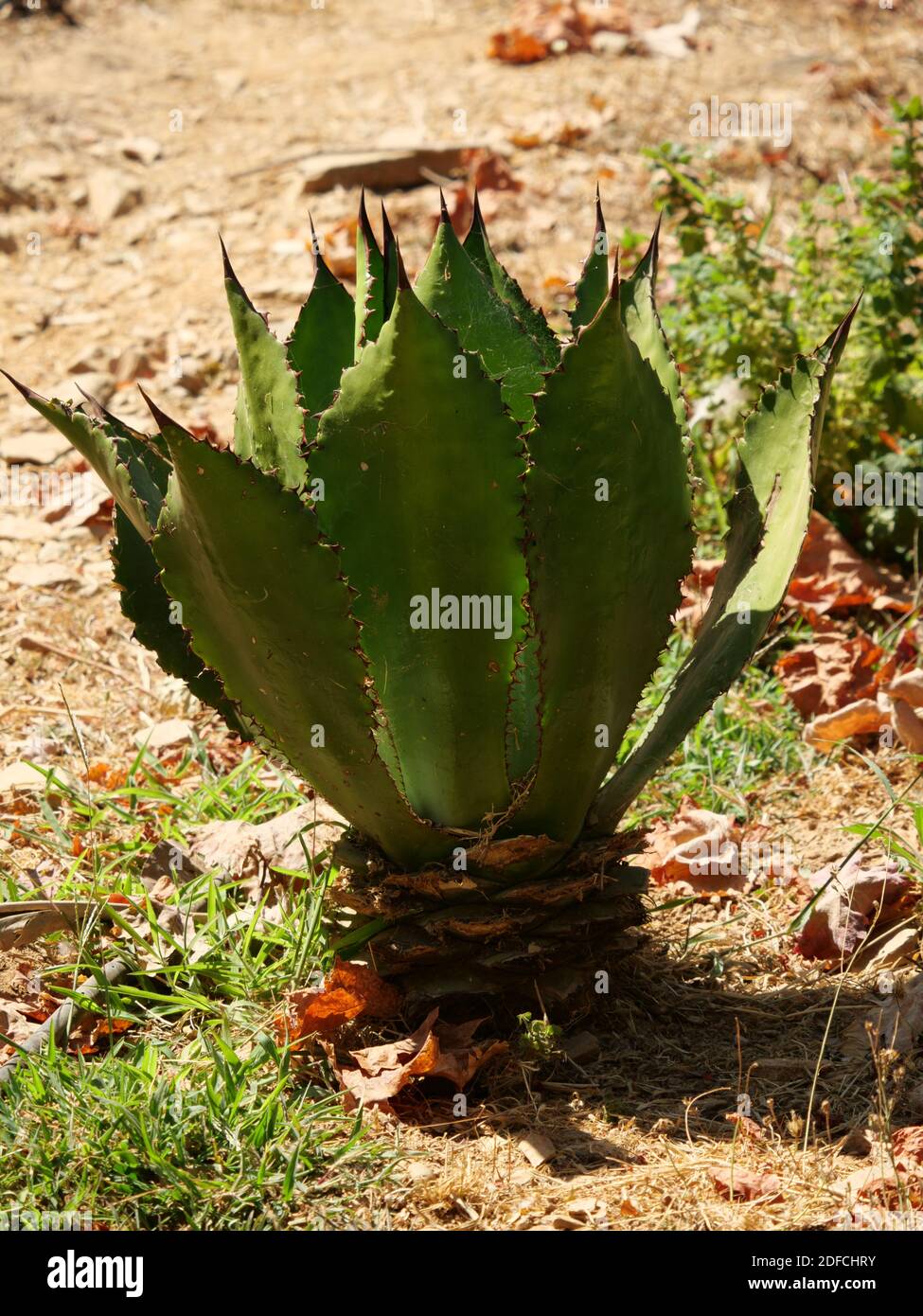 Large rosettes hi-res stock photography and images - Alamy