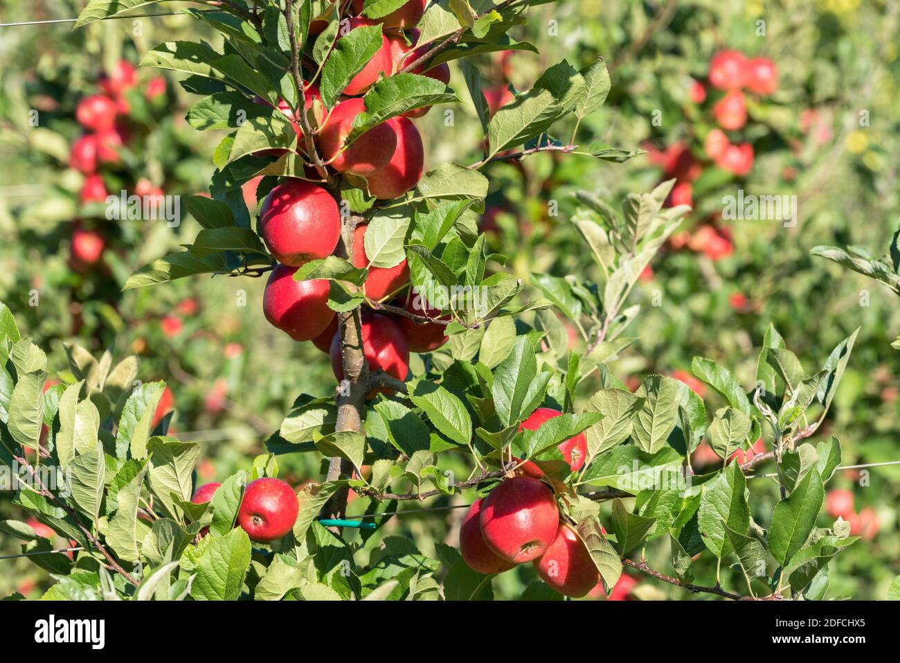 Red apples on trees in the orchards, Valtellina, Sondrio province ...