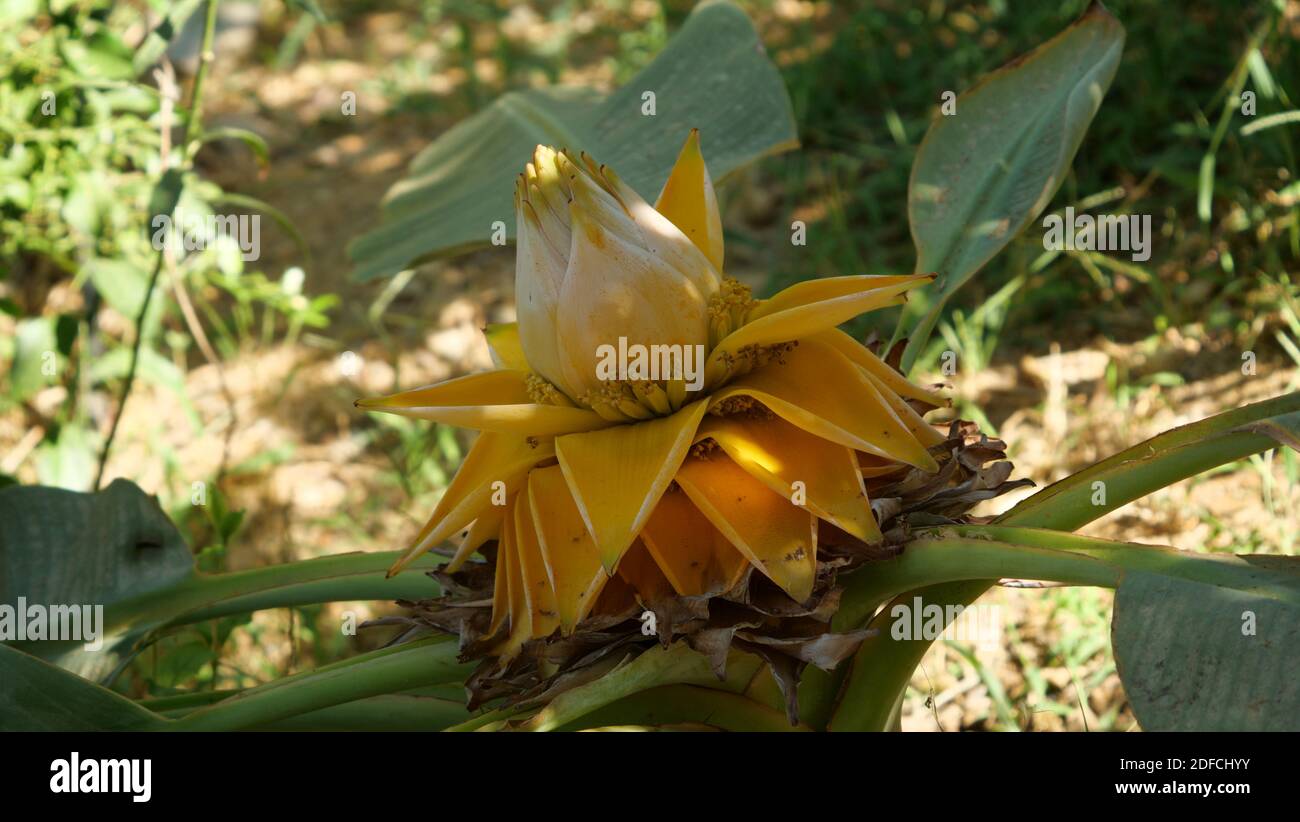 A selective shot of a beautiful chinese dwarf banana on nature ...