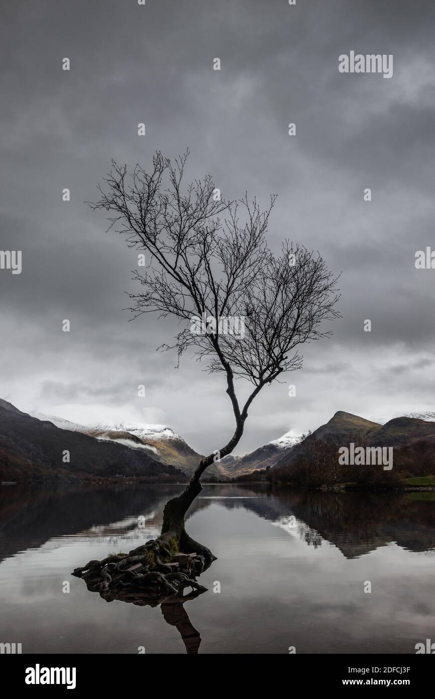 Lonely tree wales hi-res stock photography and images - Alamy