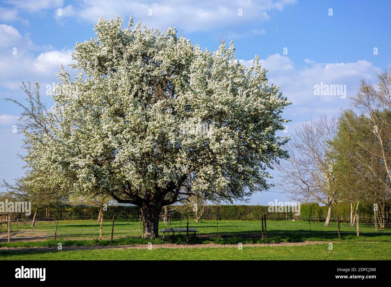 FLOWERING PEAR TREE IN SPRING IN NORMANDY Stock Photo - Alamy