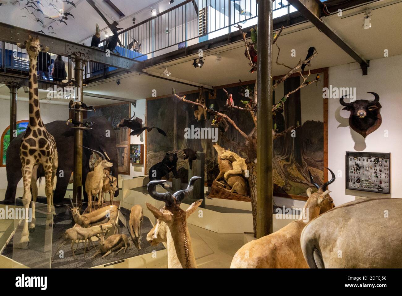 GALLERY OF THE DIVERSITY OF WILDLIFE WITH MORE THAN 100 SPECIES OF ...