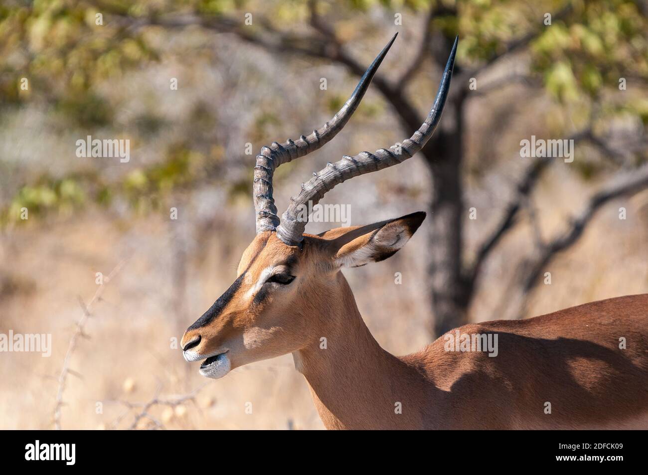 Close-up of the head of a black-faced impala ram in northern Namibia ...