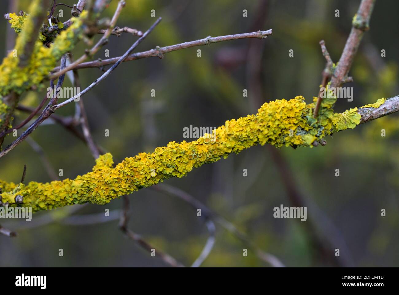 Yellow lichen growth on rocks hi-res stock photography and images - Alamy