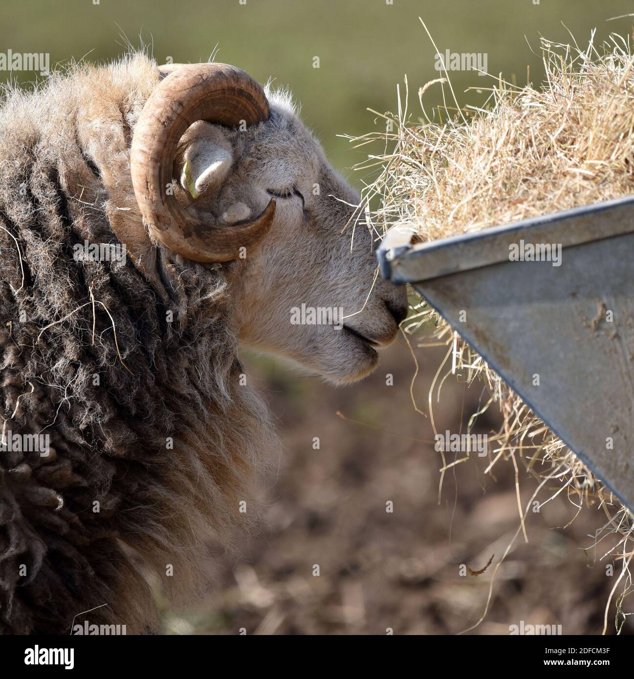 Herdwick Sheep England UK Stock Photo - Alamy