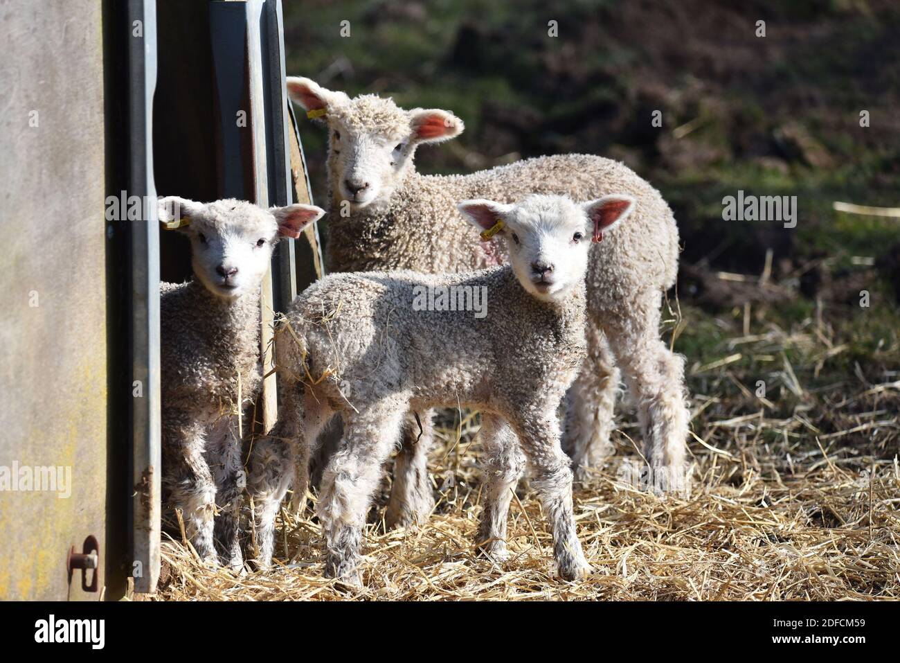 Cotswold Lion Lambs, Cotswolds, Gloucestershire, England, UK Stock ...