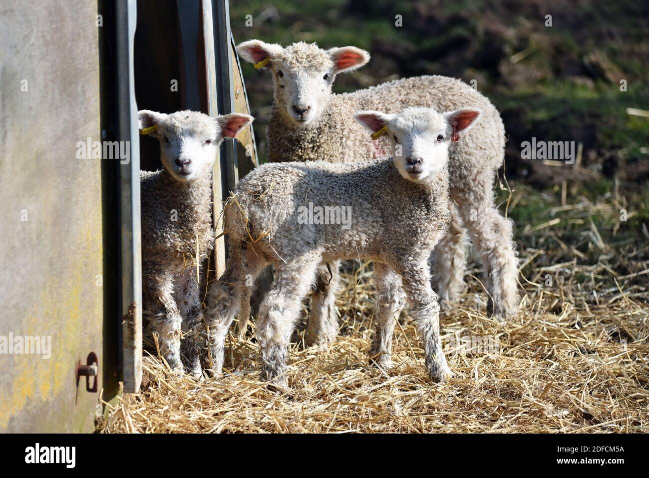Cotswold Lion Lambs, Cotswolds, Gloucestershire, England, UK Stock ...