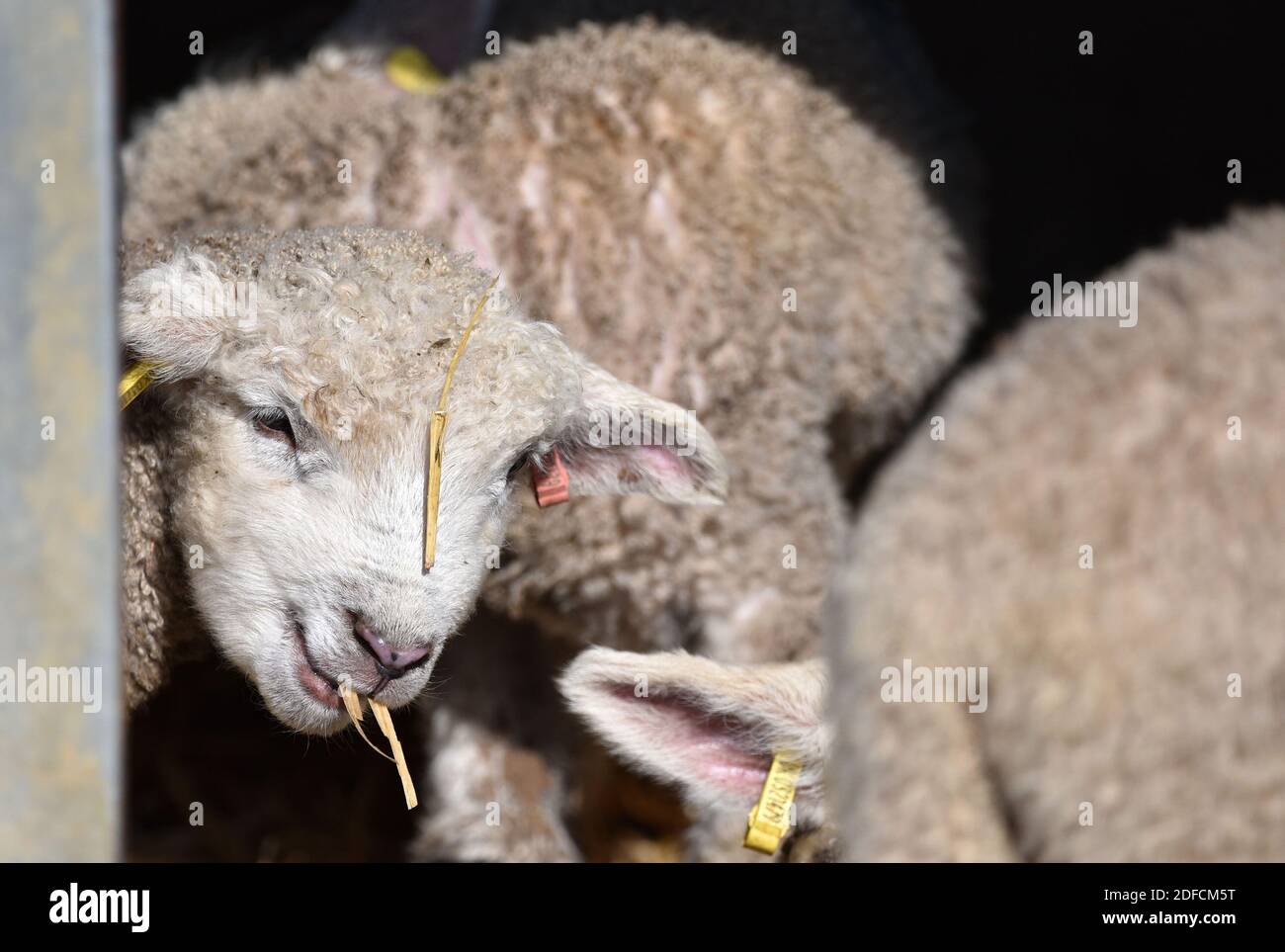 Cotswold Lion Lambs, Cotswolds, Gloucestershire, England, UK Stock ...
