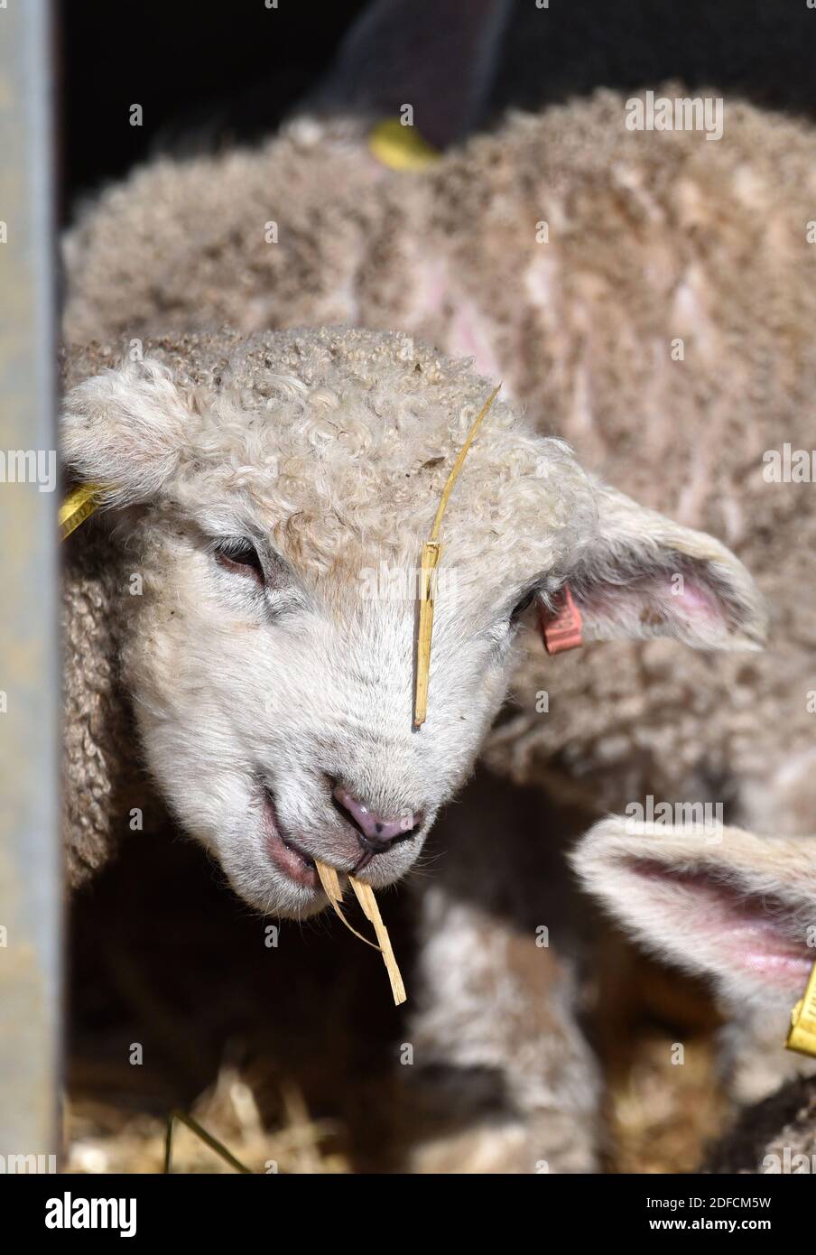 Cotswold Lion Lambs, Cotswolds, Gloucestershire, England, UK Stock ...