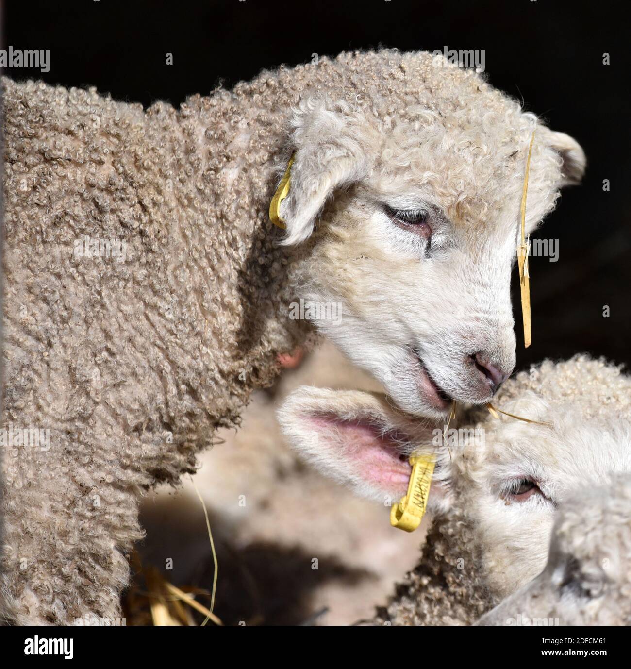 Cotswold Lion Lambs, Cotswolds, Gloucestershire, England, UK Stock ...