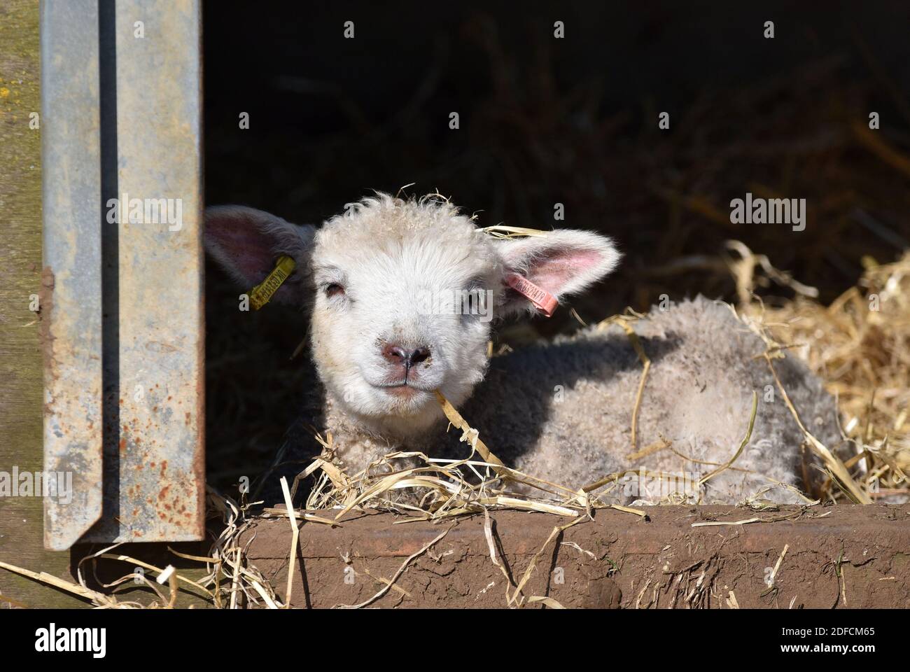 Cotswold Lion Lambs, Cotswolds, Gloucestershire, England, UK Stock ...