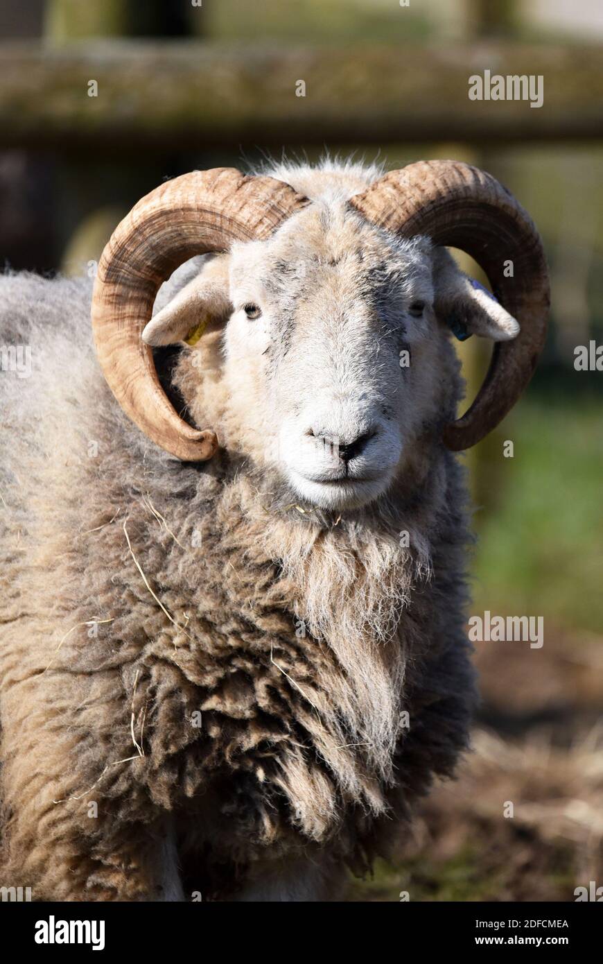 Herdwick sheep ovis aries hi-res stock photography and images - Alamy