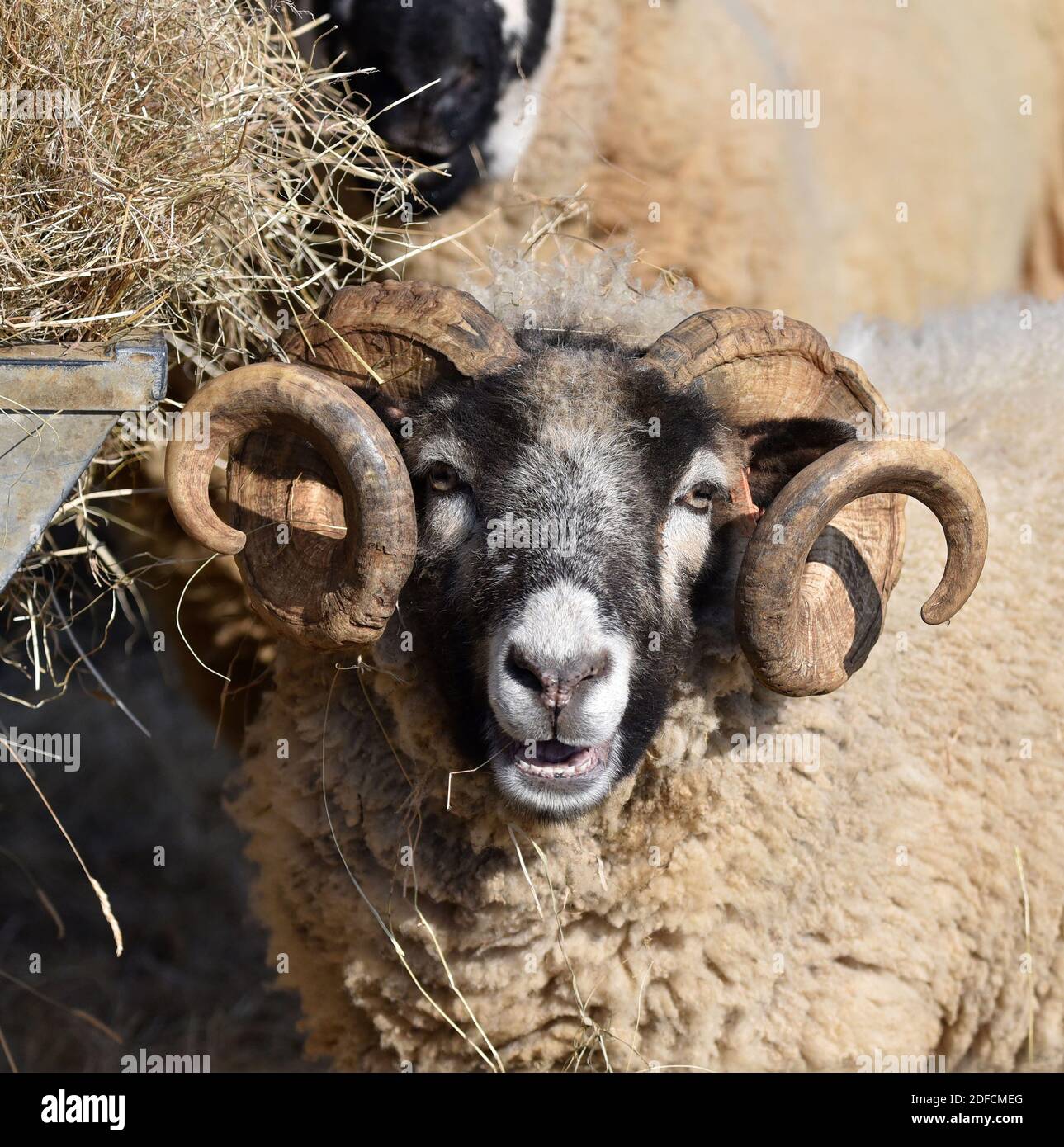 Swaledale Sheep, rare breed Stock Photo - Alamy