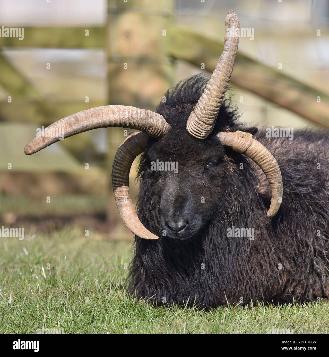 Hebridean Sheep Rare Breed UK Stock Photo - Alamy