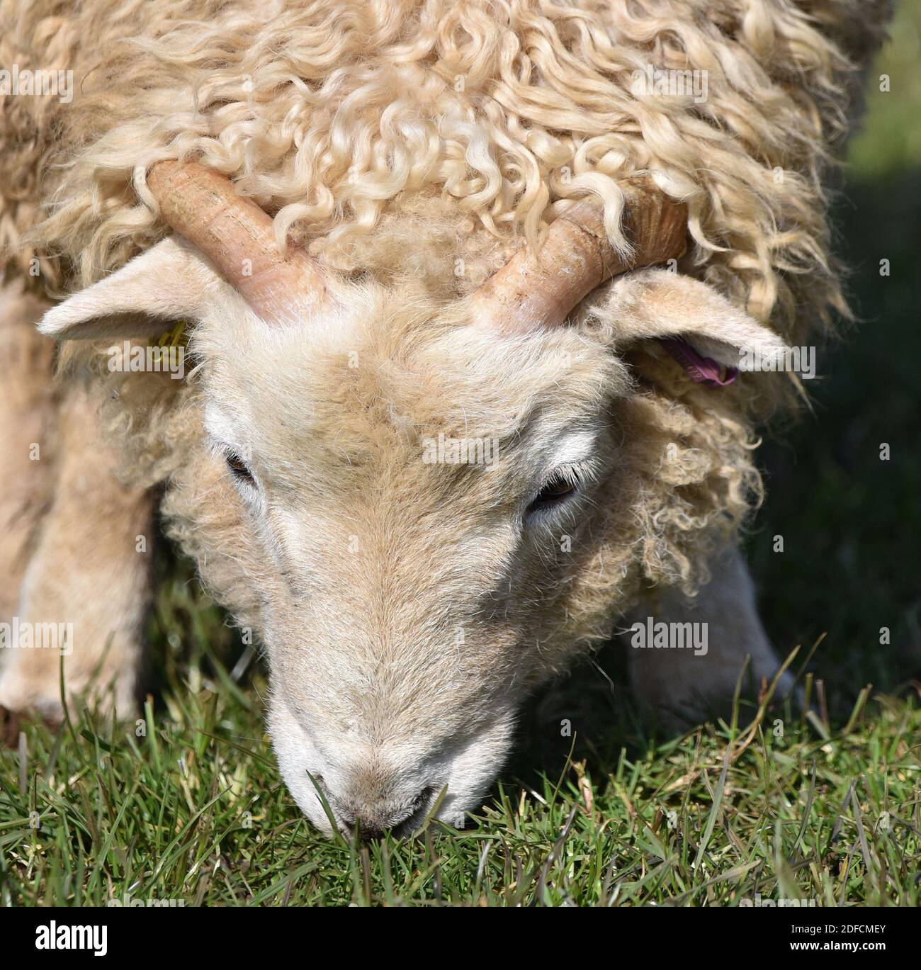 Portland Sheep, rare breed Stock Photo - Alamy