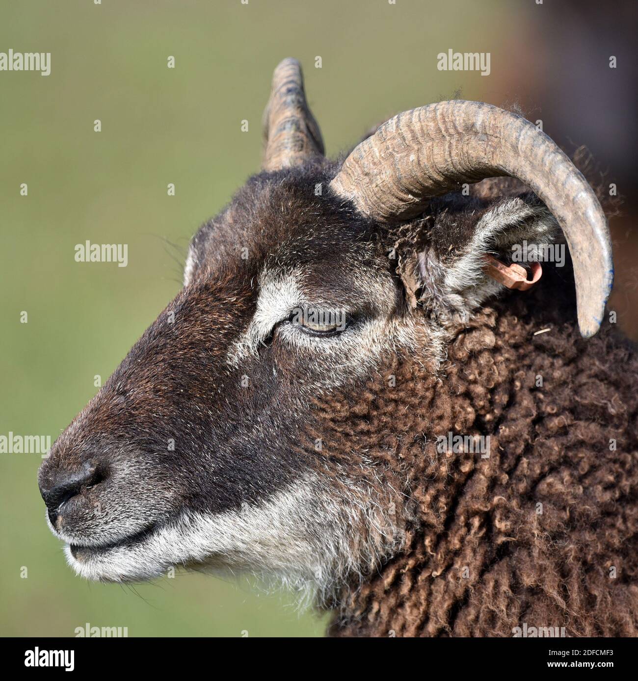 Rare Breed Soay Sheep named after the Island of Soay in the St. Kilda ...