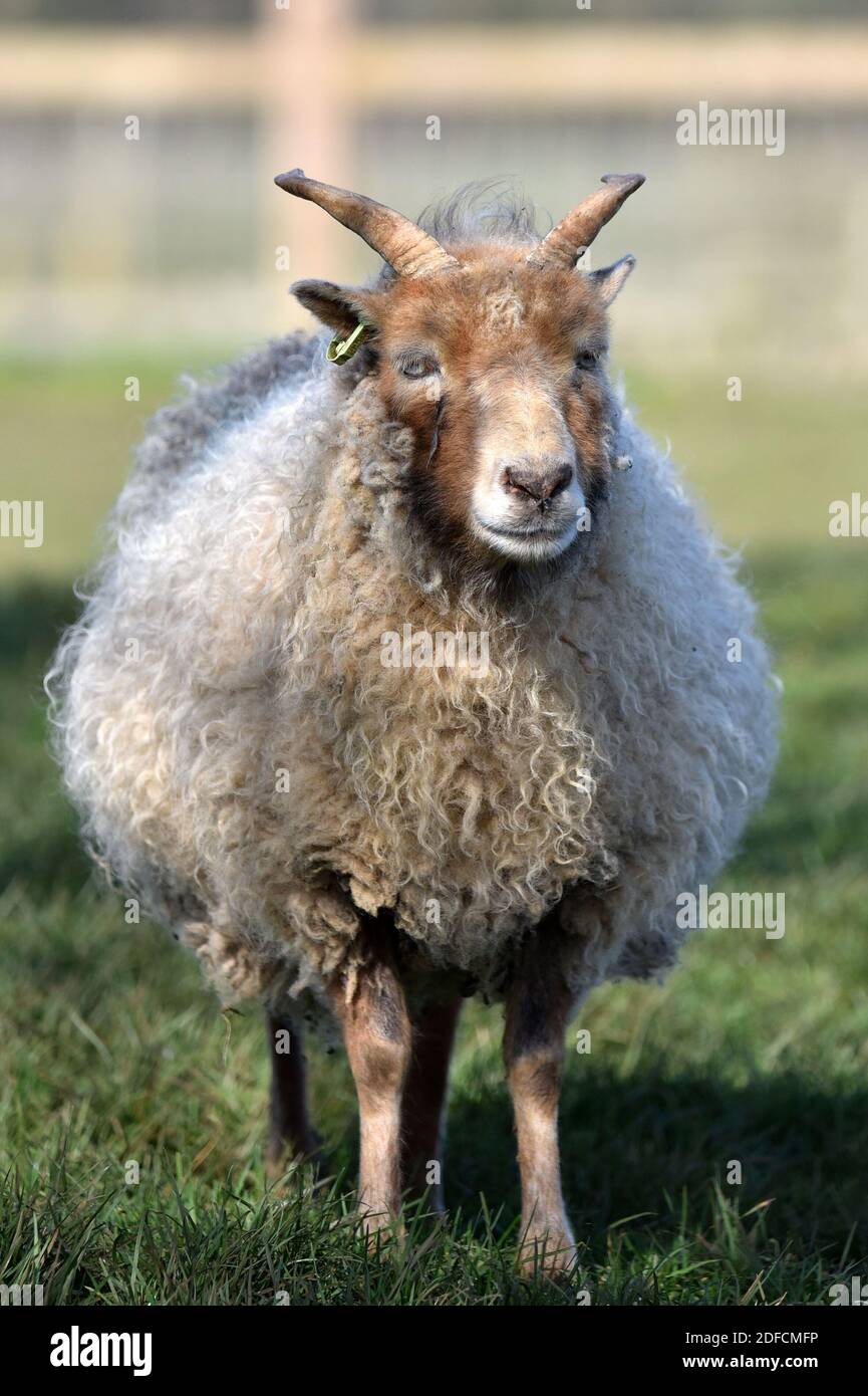 Rare breed sheep uk small farm hi-res stock photography and images - Alamy