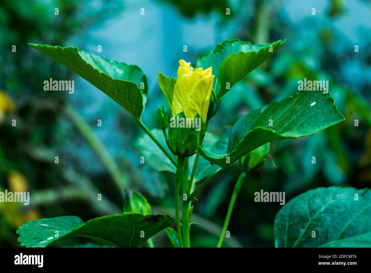 Hibiscus rosa-sinensis and It is also known as China rose and shoe ...