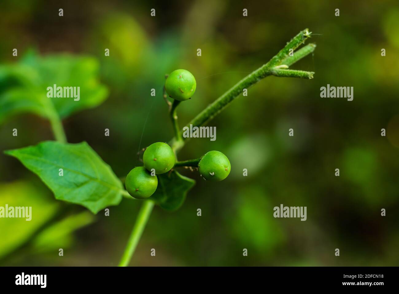 A kind of small green cherry fruit of the forest is special Stock Photo ...