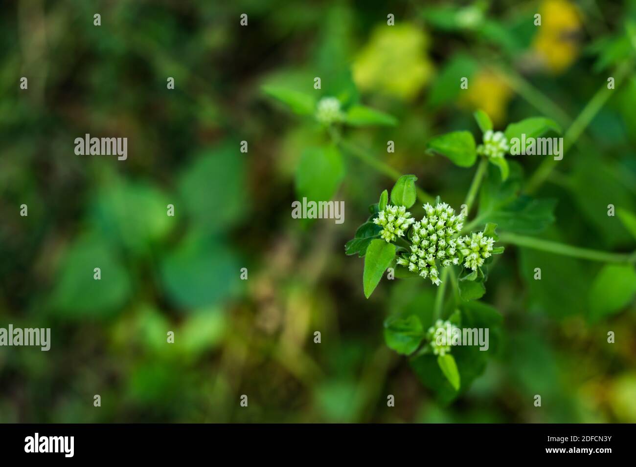 Boneset or also known as agueweed feverwort sweating plants Stock Photo ...