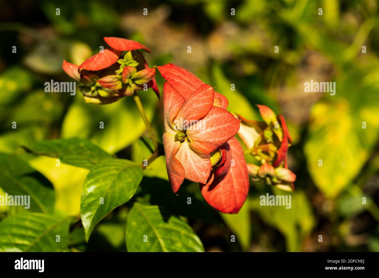 Colorful flowers and leaves of olive tree in the agricultural firm ...