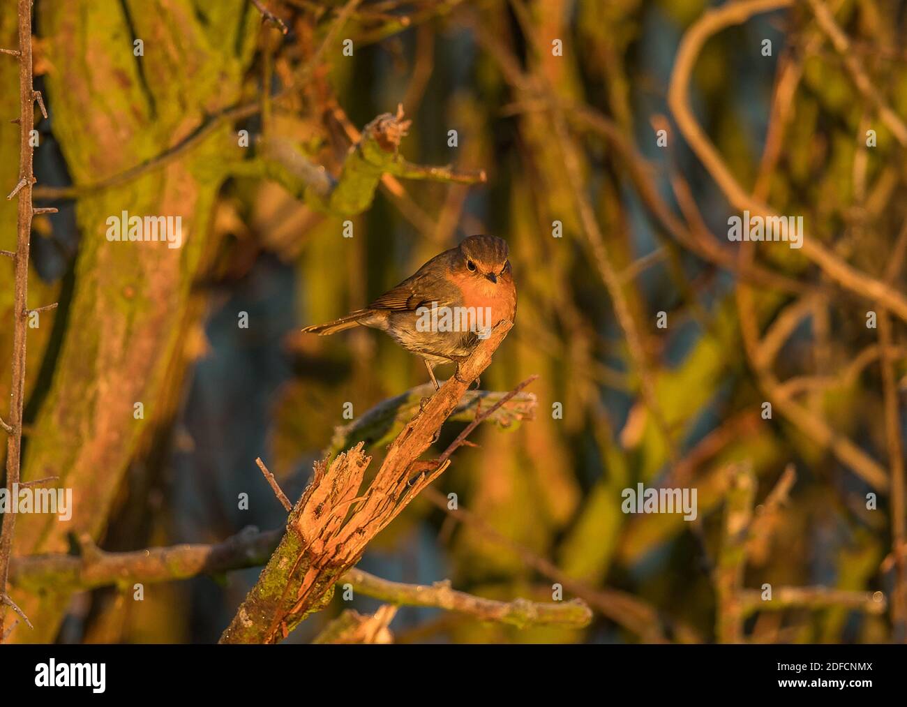 Robin photographer in winter light hi-res stock photography and images ...