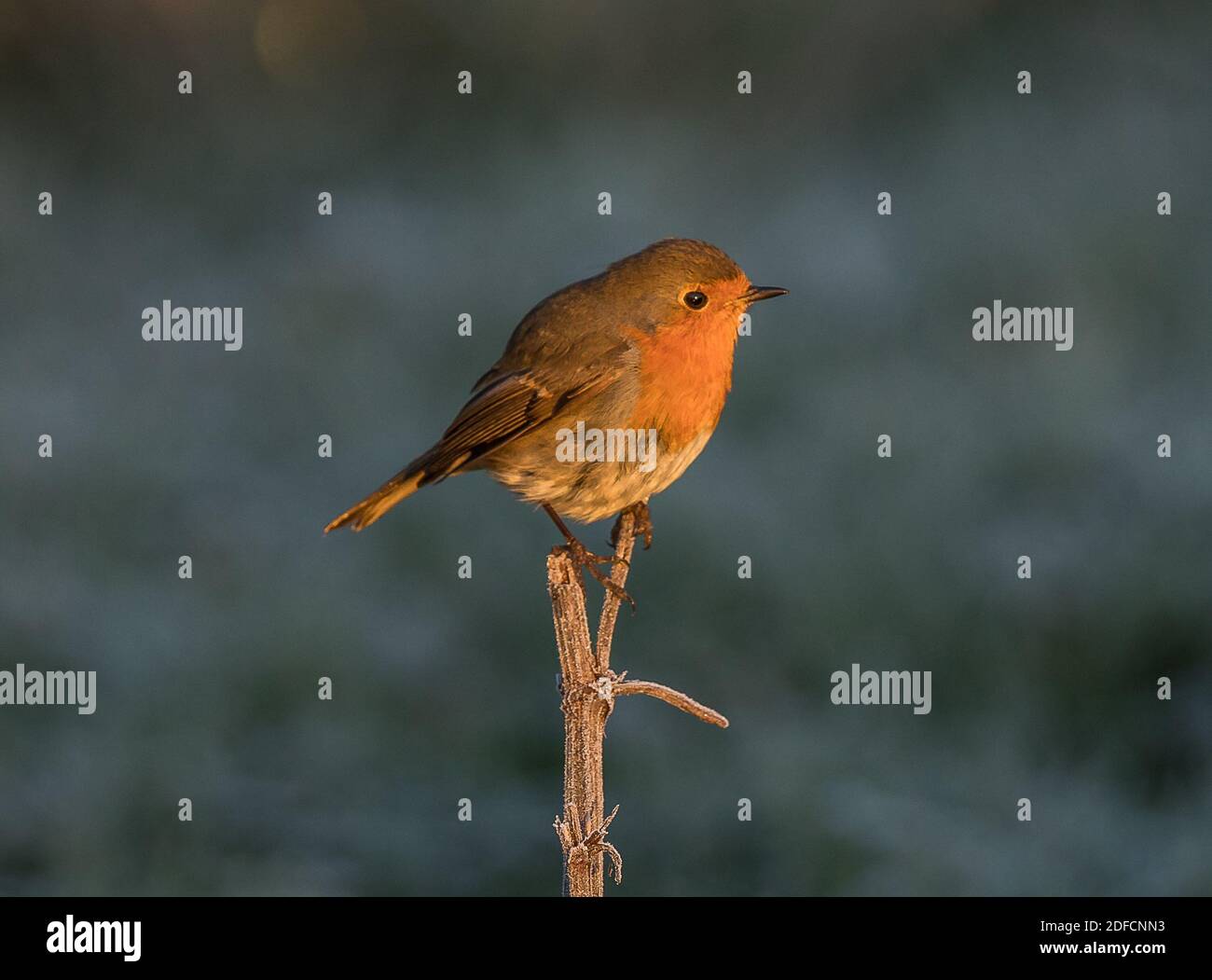 Robin photographed in lancashire hi-res stock photography and images ...