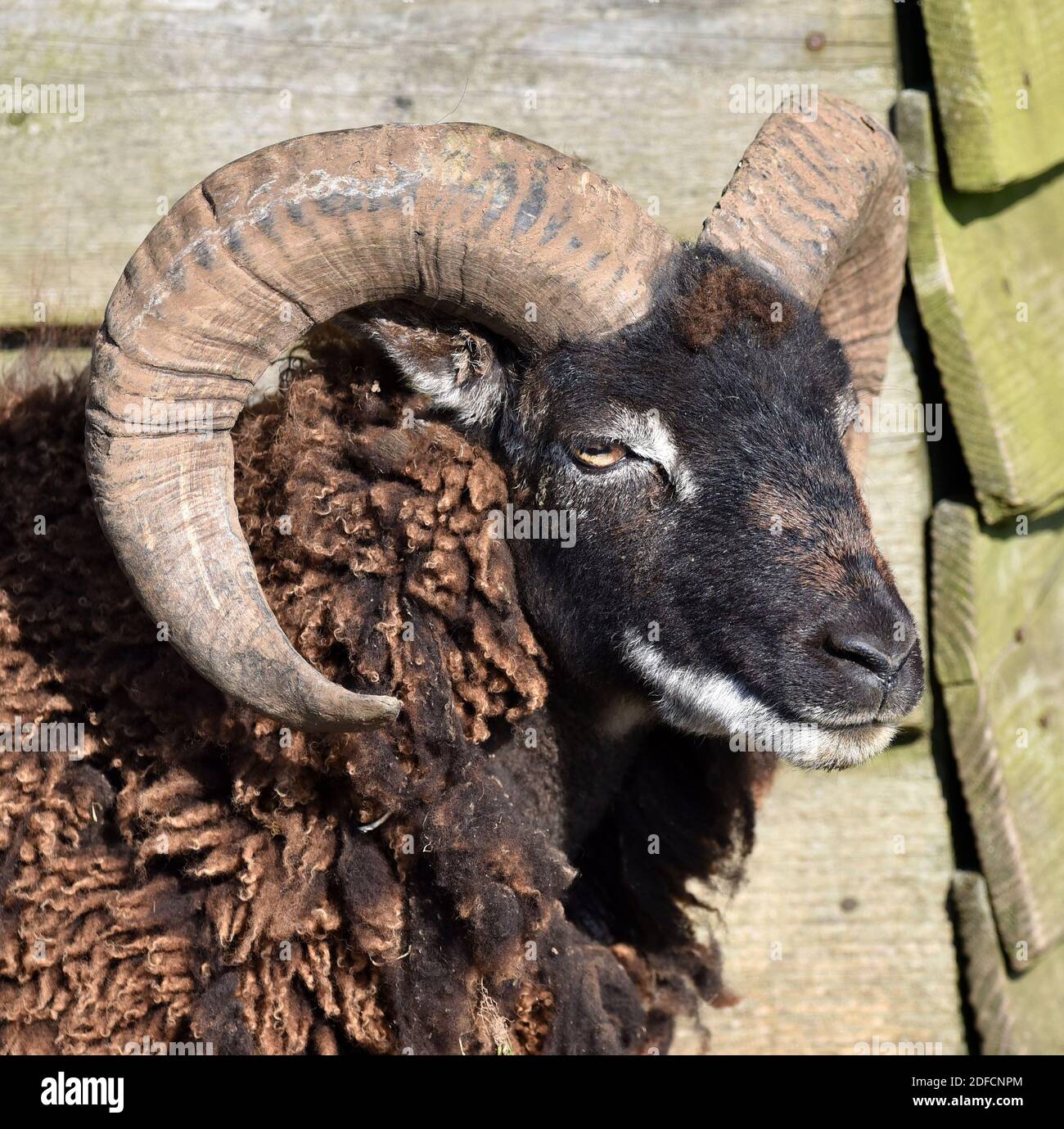 Rare Breed Soay Sheep named after the Island of Soay in the St. Kilda ...
