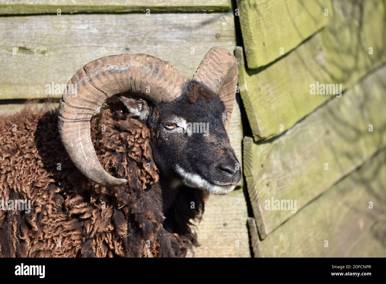 Rare Breed Soay Sheep named after the Island of Soay in the St. Kilda ...