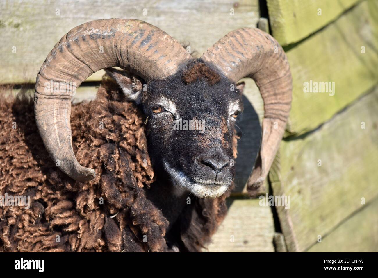 Rare Breed Soay Sheep named after the Island of Soay in the St. Kilda ...